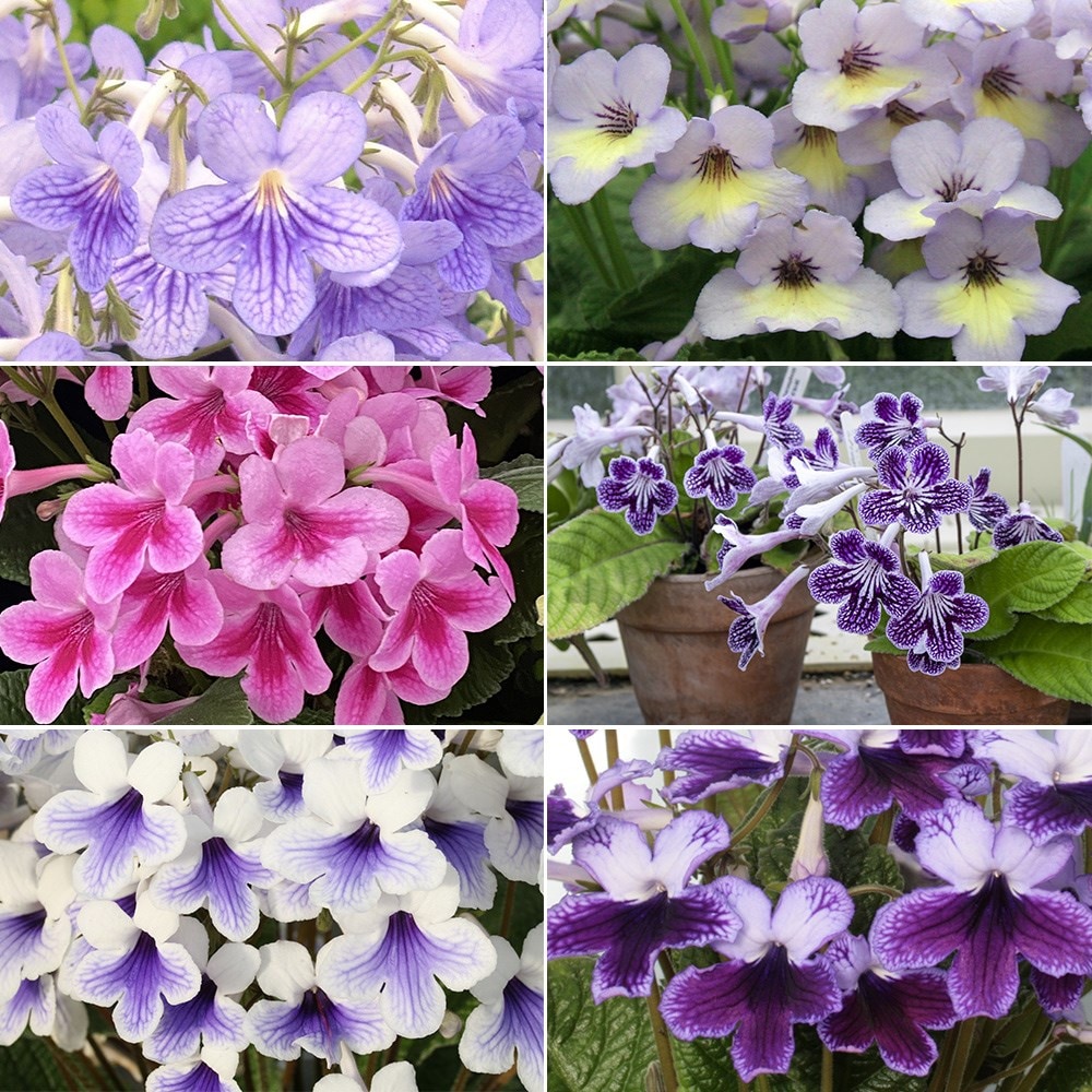 Award winning Streptocarpus collection