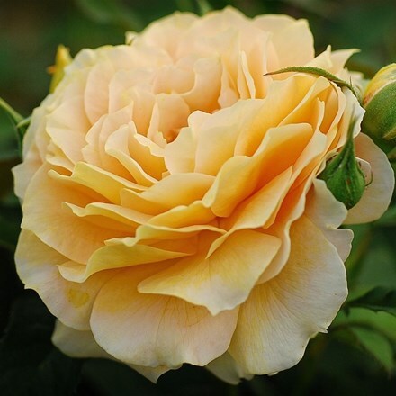 Roses For All Gardens - Waitrose Garden
