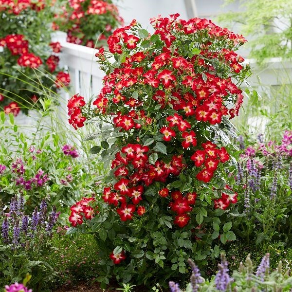 Buy Patio rose - Flowering month: September - Delivery by Crocus