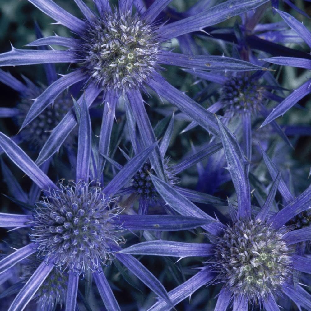 Eryngium bourgatii store