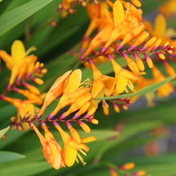 Buy Crocosmia bulbs: Delivery by Crocus