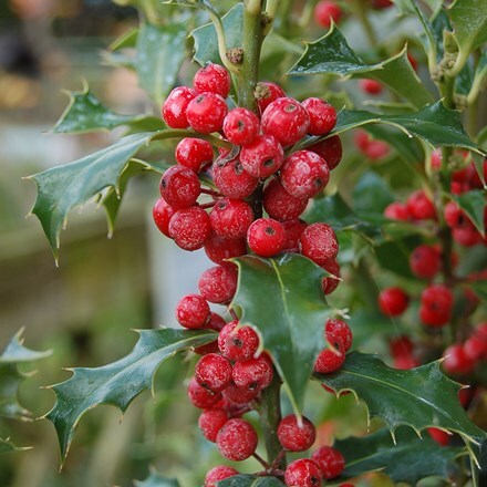 Buy Ilex: Delivery by Crocus