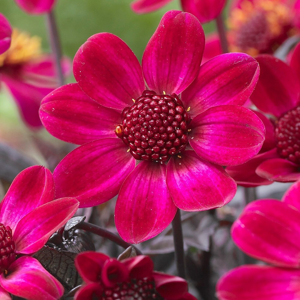 Buy Single Flowered Dahlia Dahlia Braveheart Vdtg67 Pbr Dark Angel Series £1299
