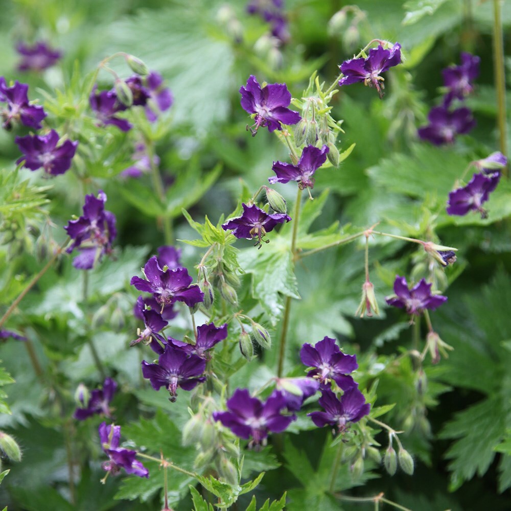 Buy dusky cranesbill Geranium phaeum Lily Lovell: £8.49 Delivery by Crocus