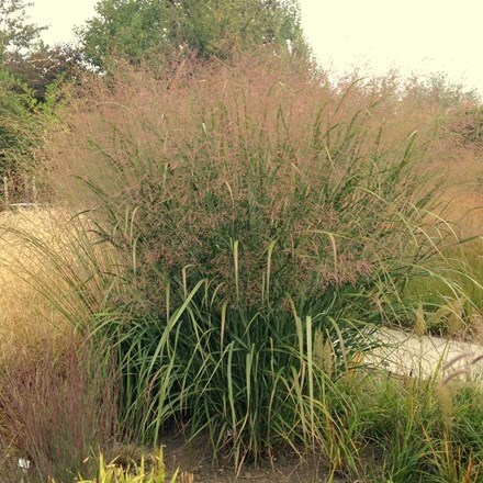 Grass Plants by Crocus