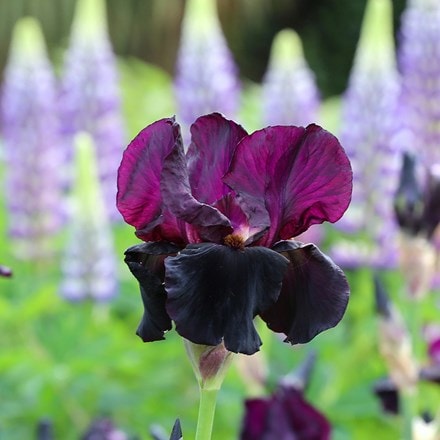 Buy purple bearded iris: Delivery by Crocus