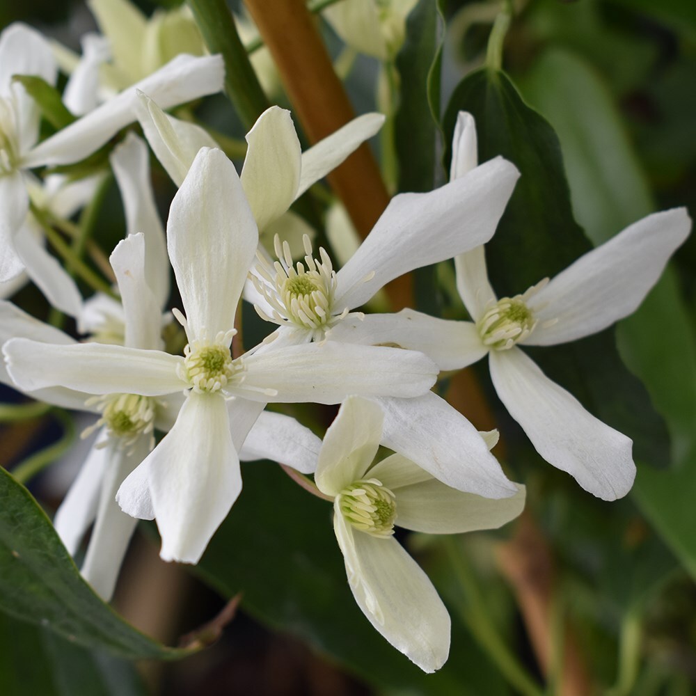White clematis store
