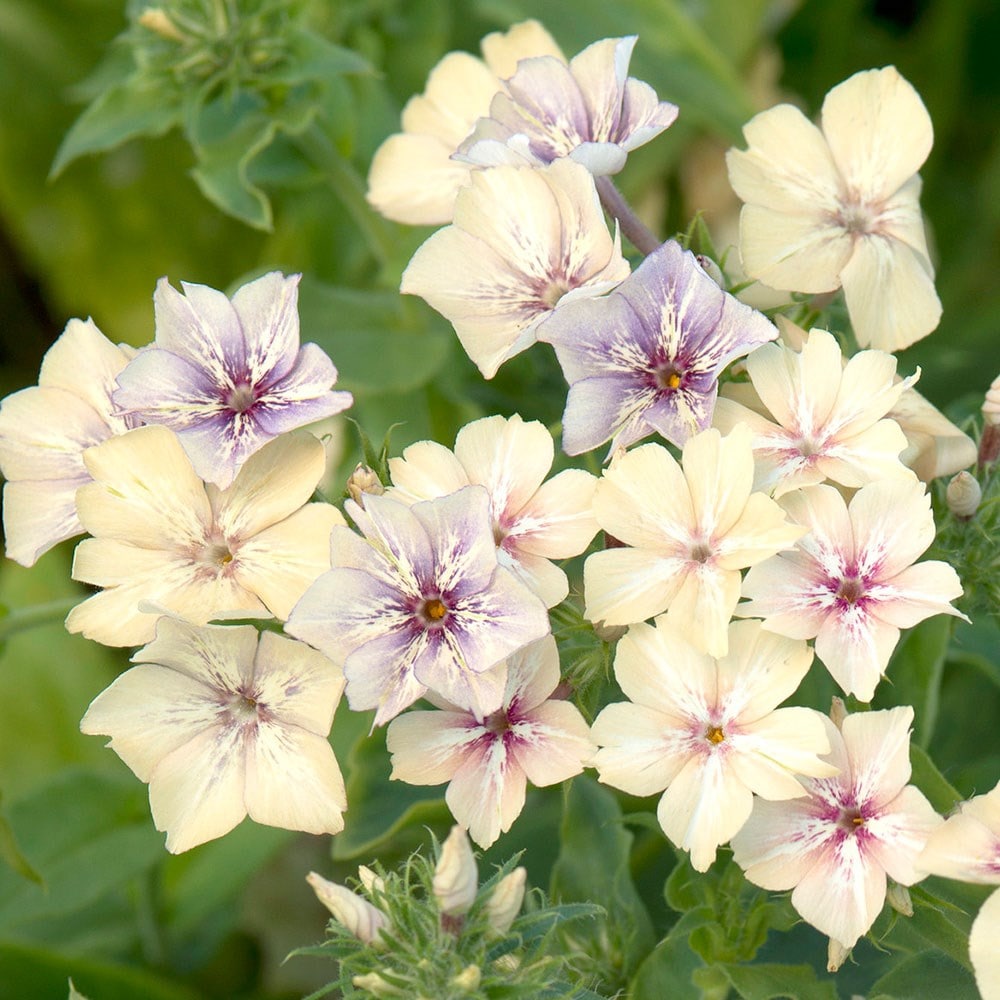 Phlox drummondii Creme Brulee
