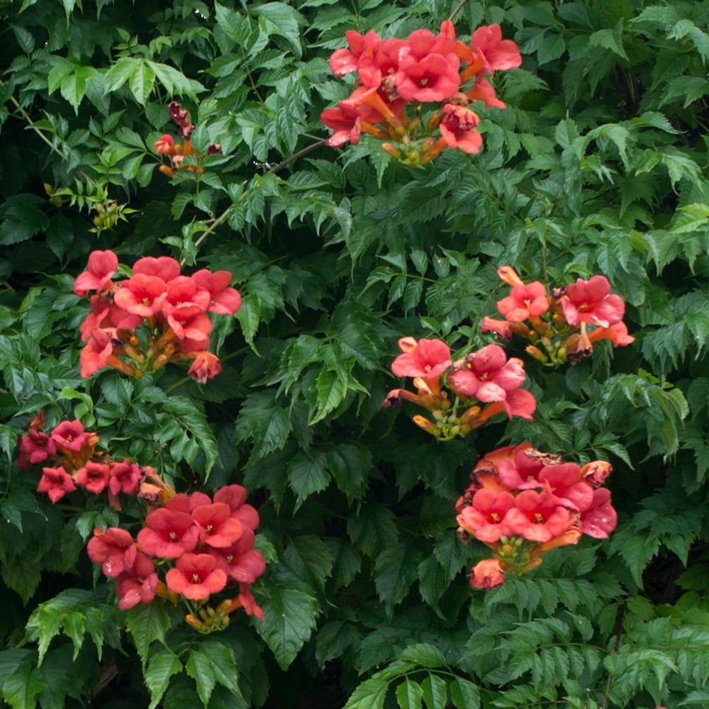 Campsis Madame Galen