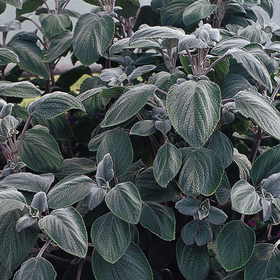 Plectranthus Silver Shield, 42% OFF