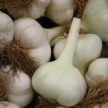 Buy Garlic: Delivery by Crocus