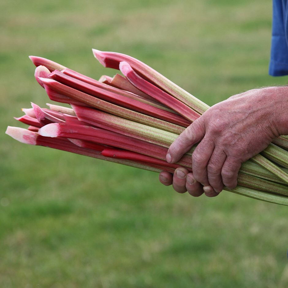 Buy Rhubarb Timperley Early Rhubarb Timperley Early 14 99 Delivery By Buy Rhubarb Timperley Early Rhubarb Timperley Early 14 99 Delivery By