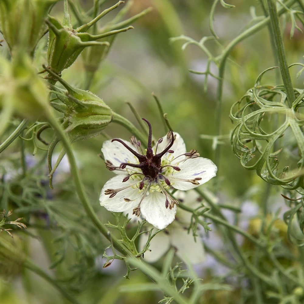Buy 5 Jumbo Seedlings Nigella Papillosa African Bride £7 99 Delivery