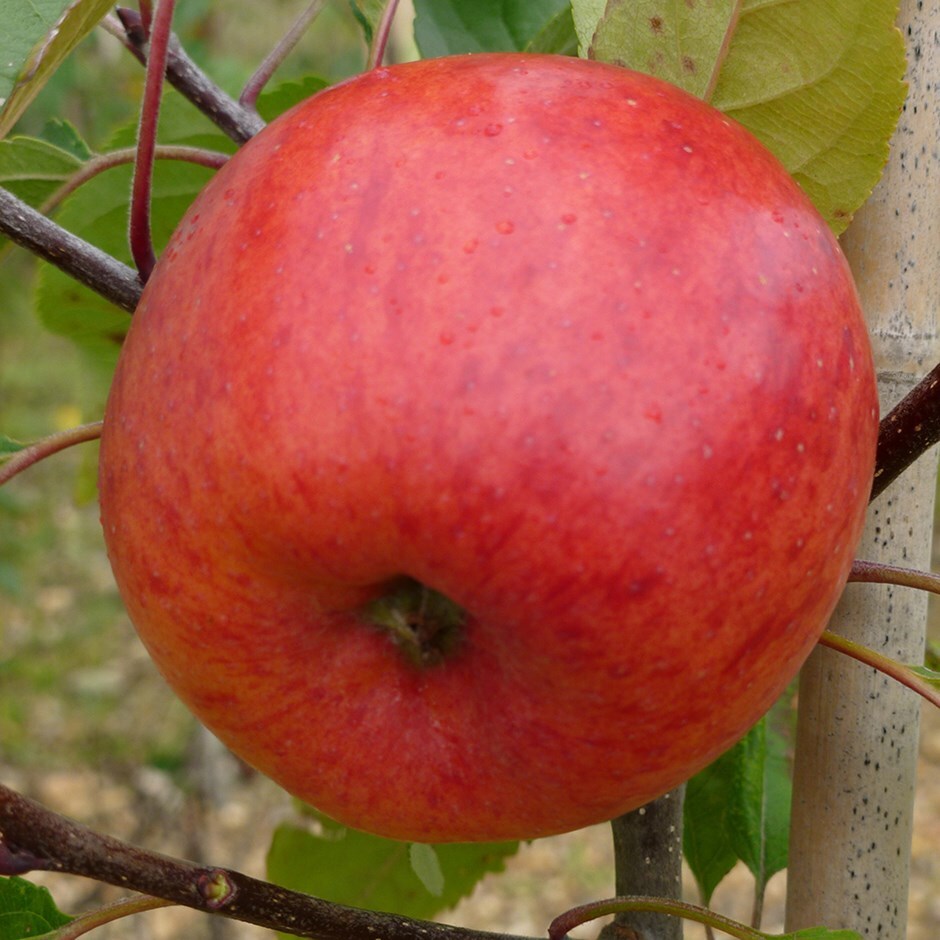 Buy Eating Dessert Apple Apple Jupiter PBR Buy Eating Dessert Apple Apple Jupiter PBR