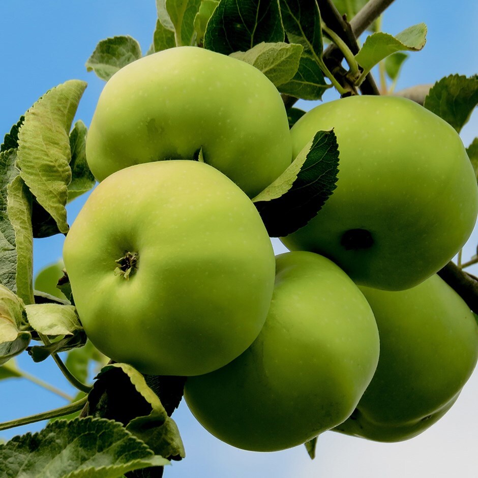 Buy Cooking Apple Apple Grenadier Buy Cooking Apple Apple Grenadier