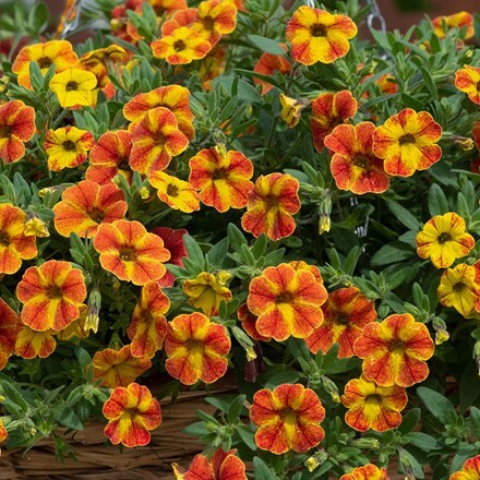 Buy Calibrachoa Cabaret Early Orange: Delivery by Crocus