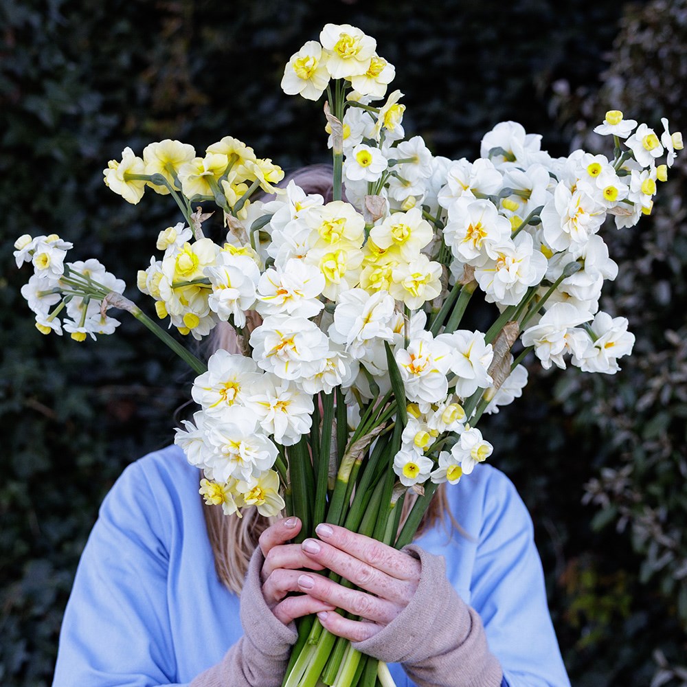 Buy bulb collection Scented daffodil collection: £26.97 Delivery by Crocus