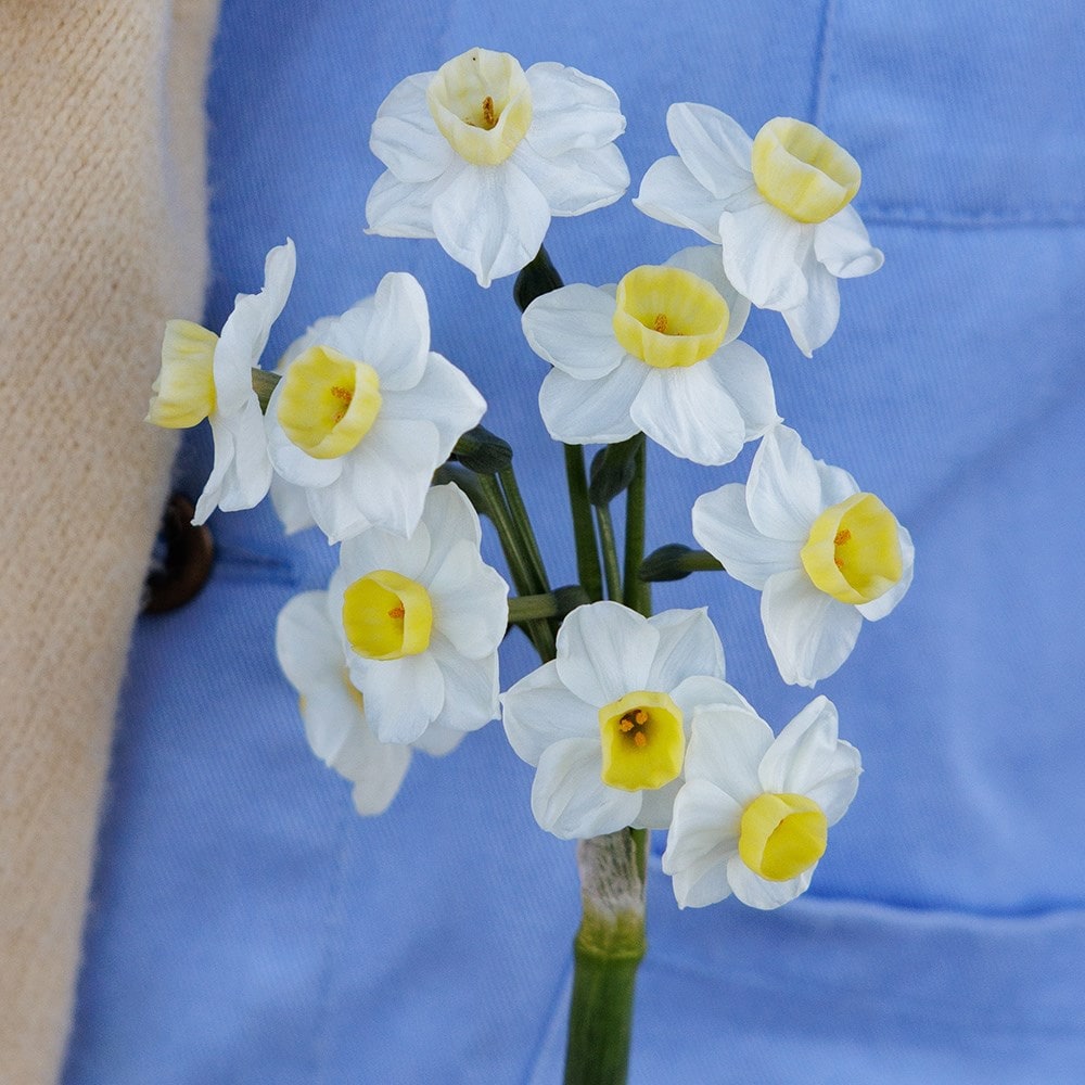 Buy bulb collection Scented daffodil collection: £26.97 Delivery by Crocus