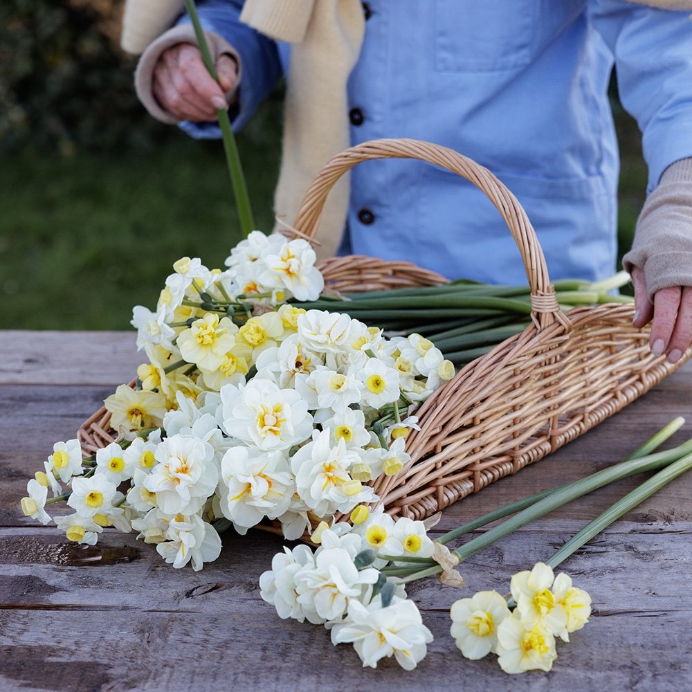 Buy bulb collection Scented daffodil collection: £26.97 Delivery by Crocus