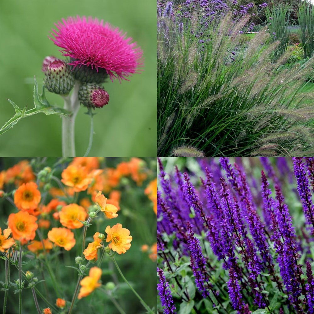 Cottage garden plants store