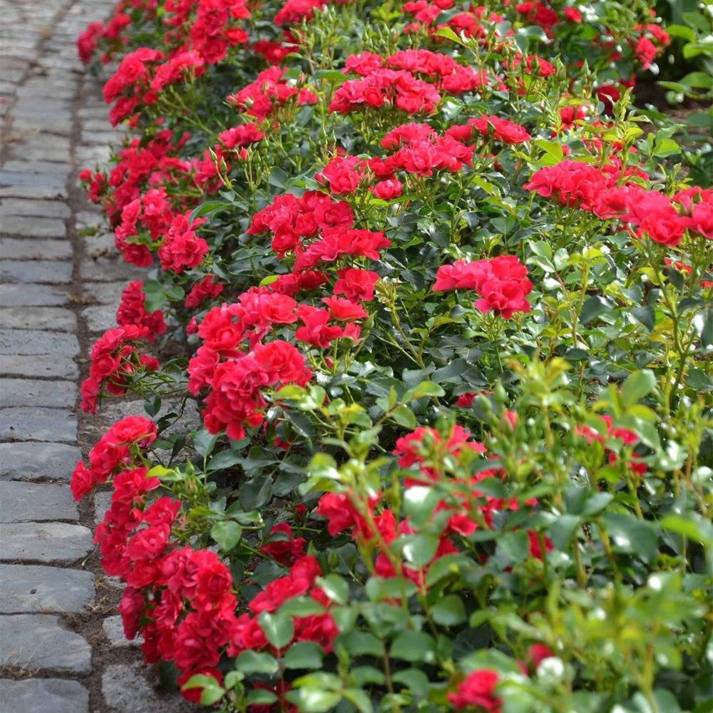 Rose Compost For Outdoor Plants Fragrant Peace Hybrid Tea Rose, Dormant ...