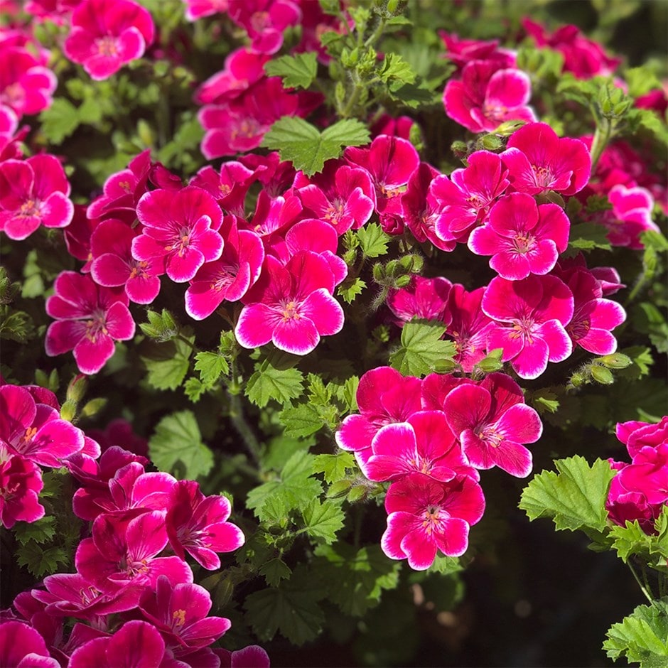 Buy geranium Angeleyes Magenta Pelargonium 'Angeleyes Magenta ...
