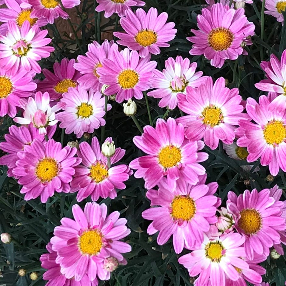 Buy (syn. × Argyrimelia or Argyranthemum) marguerite Aramis Girly Pink ...