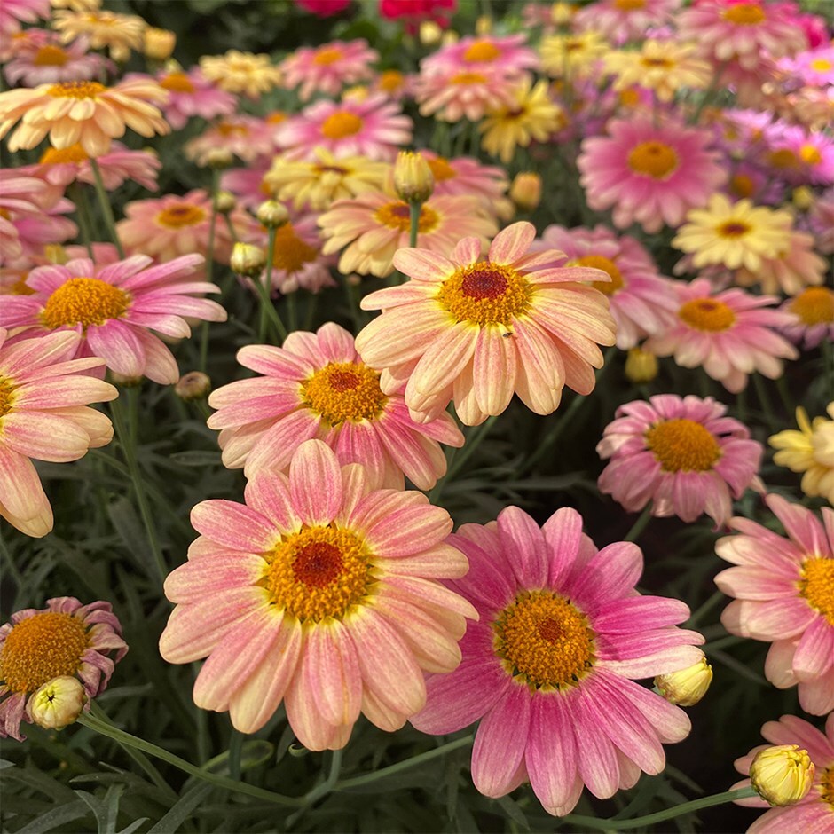 Buy (syn. × Argyrimelia or Argyranthemum) marguerite Aramis Peach Eye ...