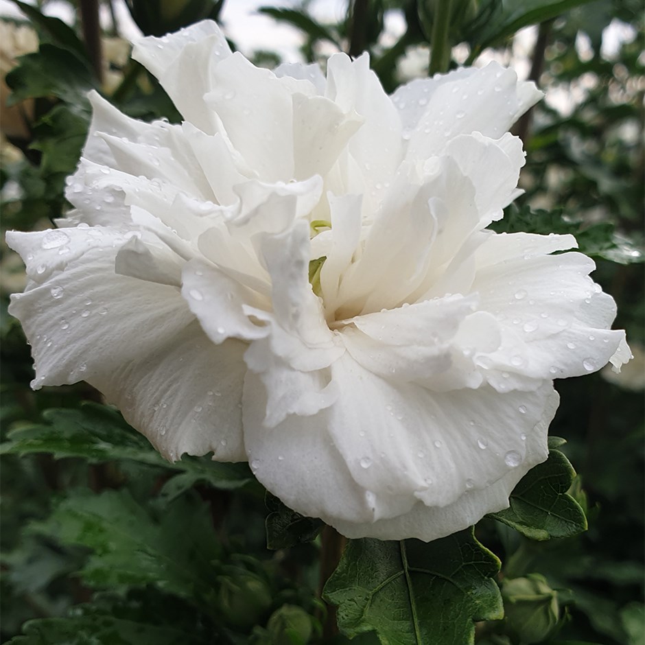 Buy tree hollyhock Hibiscus syriacus French Cabaret® White ('Mindoub1 ...