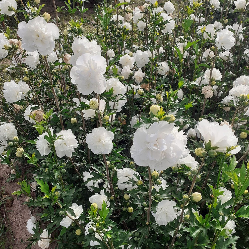 Buy tree hollyhock Hibiscus syriacus French Cabaret® White ('Mindoub1 ...