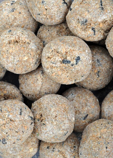 Buy Wildlife: Delivery by Crocus