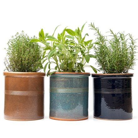 Buy Feature pots: Delivery by Waitrose Garden in association with Crocus
