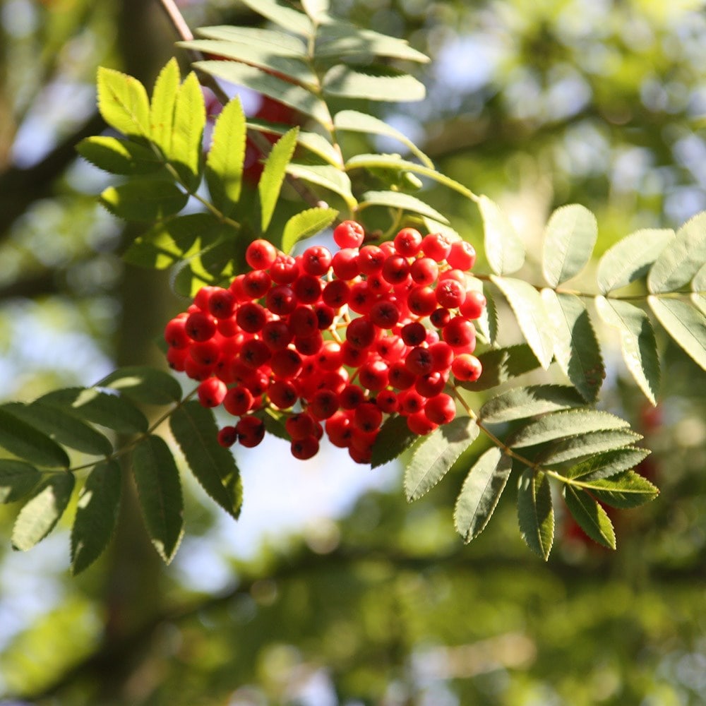 Buy rowan Sorbus aucuparia: £89.99 Delivery by Crocus