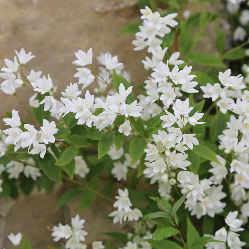 Buy Deutzia gracilis Nikko Deutzia Deutzia gracilis Nikko Deutzia 22.79 Delivery by Primrose