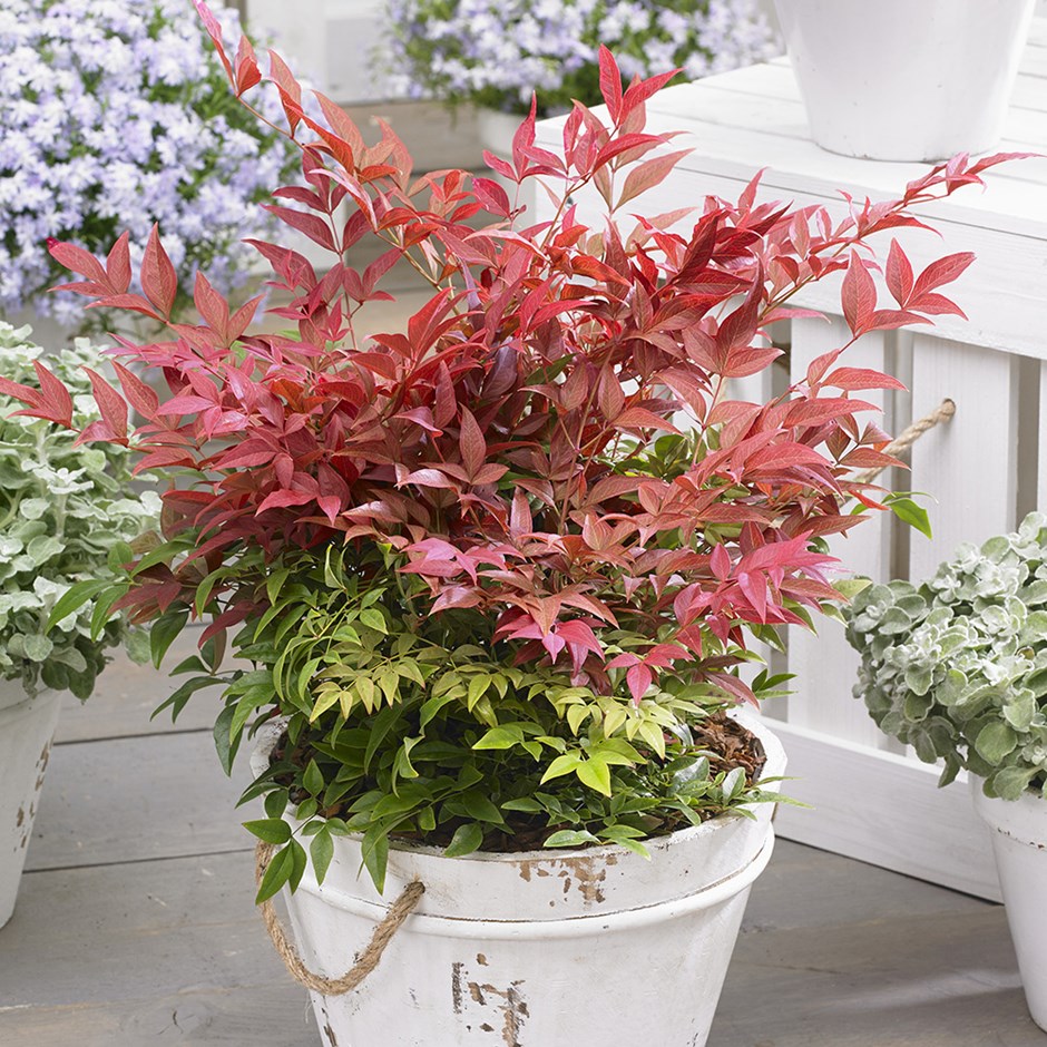 Buy Nandina Domestica Obsessed Heavenly Bamboo Nandina Domestica Obsessed Heavenly Bamboo £