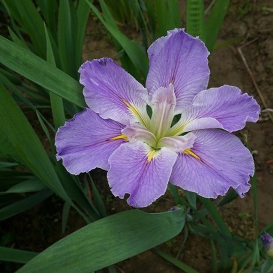 Buy Iris Louisiana Dancing Vogue | Iris Iris Louisiana Dancing Vogue ...
