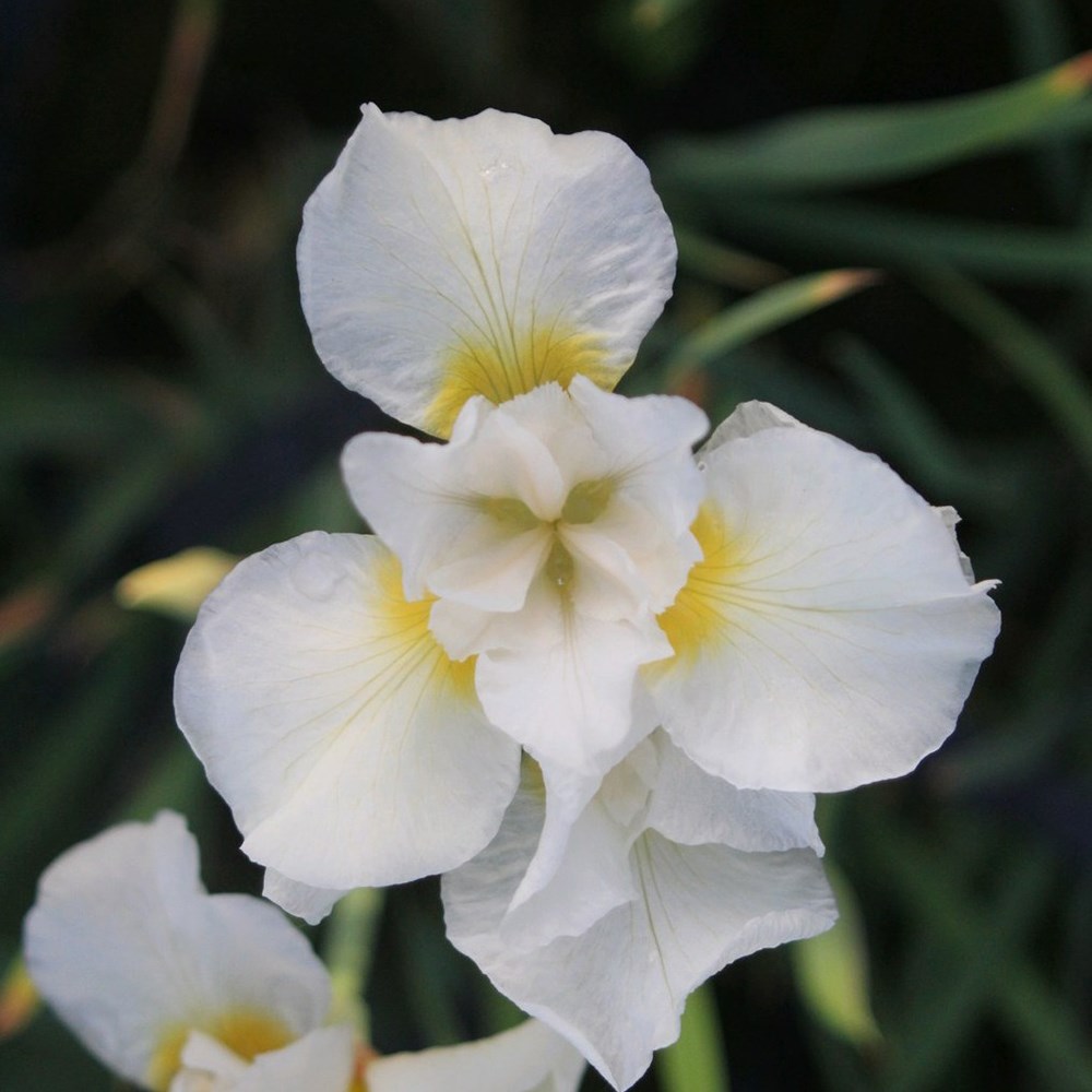 Buy Iris Sanguinea Silver Queen | Siberian Iris Syn. Iris Sibirica Snow ... Buy Iris Sanguinea Silver Queen | Siberian Iris Syn. Iris Sibirica Snow ...