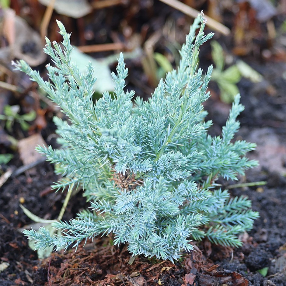 juniperus squamata holger