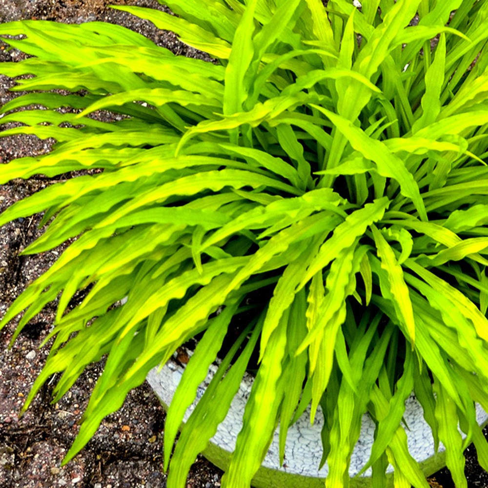 Buy Hosta Party Streamers | Plantain Lily Hosta Party Streamers (PBR ...