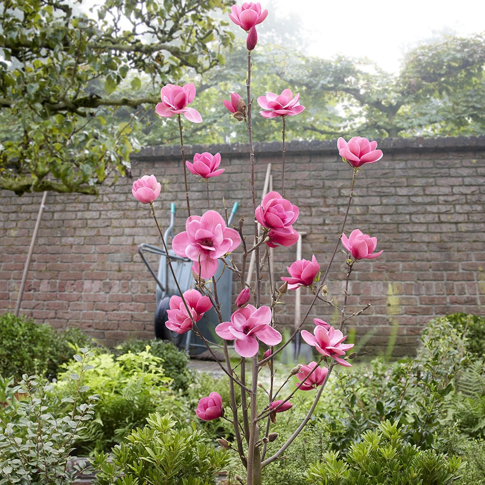 Buy Magnolia Watermelon Magnolia Watermelon: £139.99 Delivery by Primrose