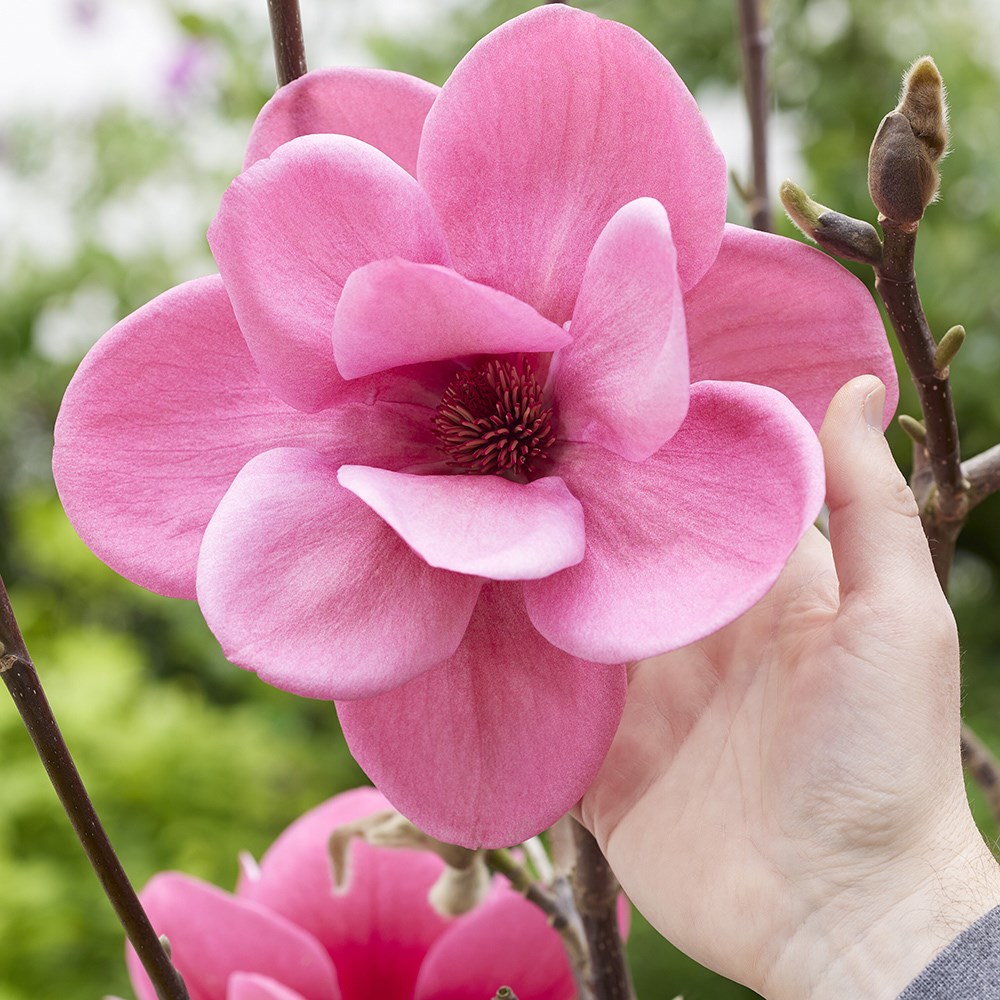 Buy Magnolia Watermelon Magnolia Watermelon: £139.99 Delivery by Primrose