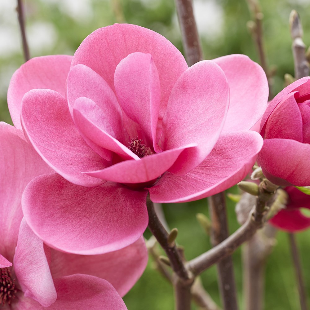 Buy Magnolia Watermelon Magnolia Watermelon: £139.99 Delivery by Primrose