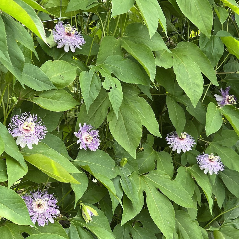 Buy Passiflora Cool Tropics Eia Popeia | Passion Fruit Passiflora Cool ...