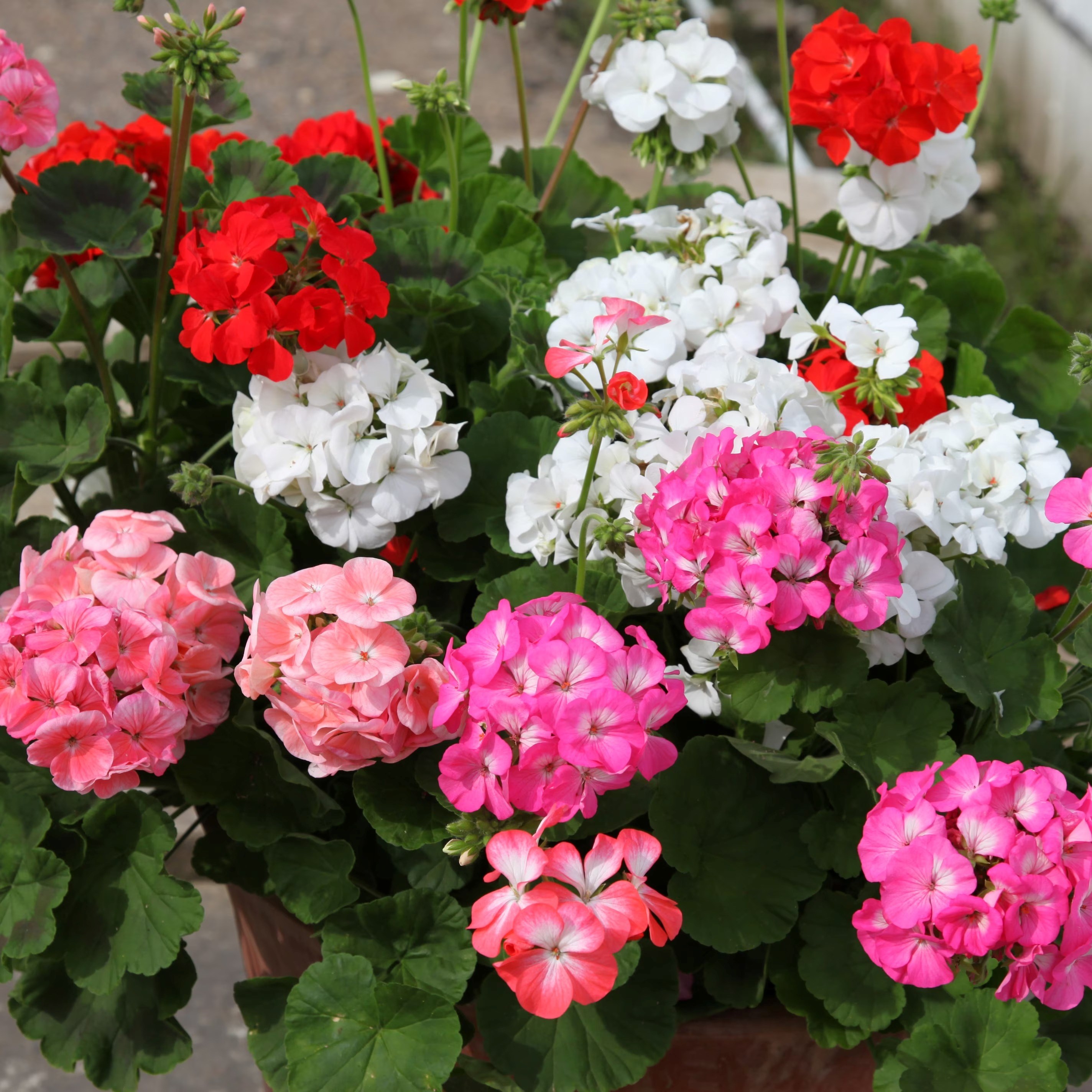 Buy Geranium Showstopper Mixed Geranium Showstopper Mixed: £34.99 ...