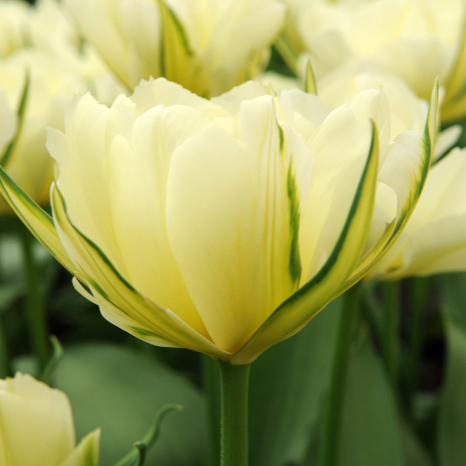 Buy Tulipa Exotic Emperor | Double Early Tulip Tulipa Exotic Emperor ...