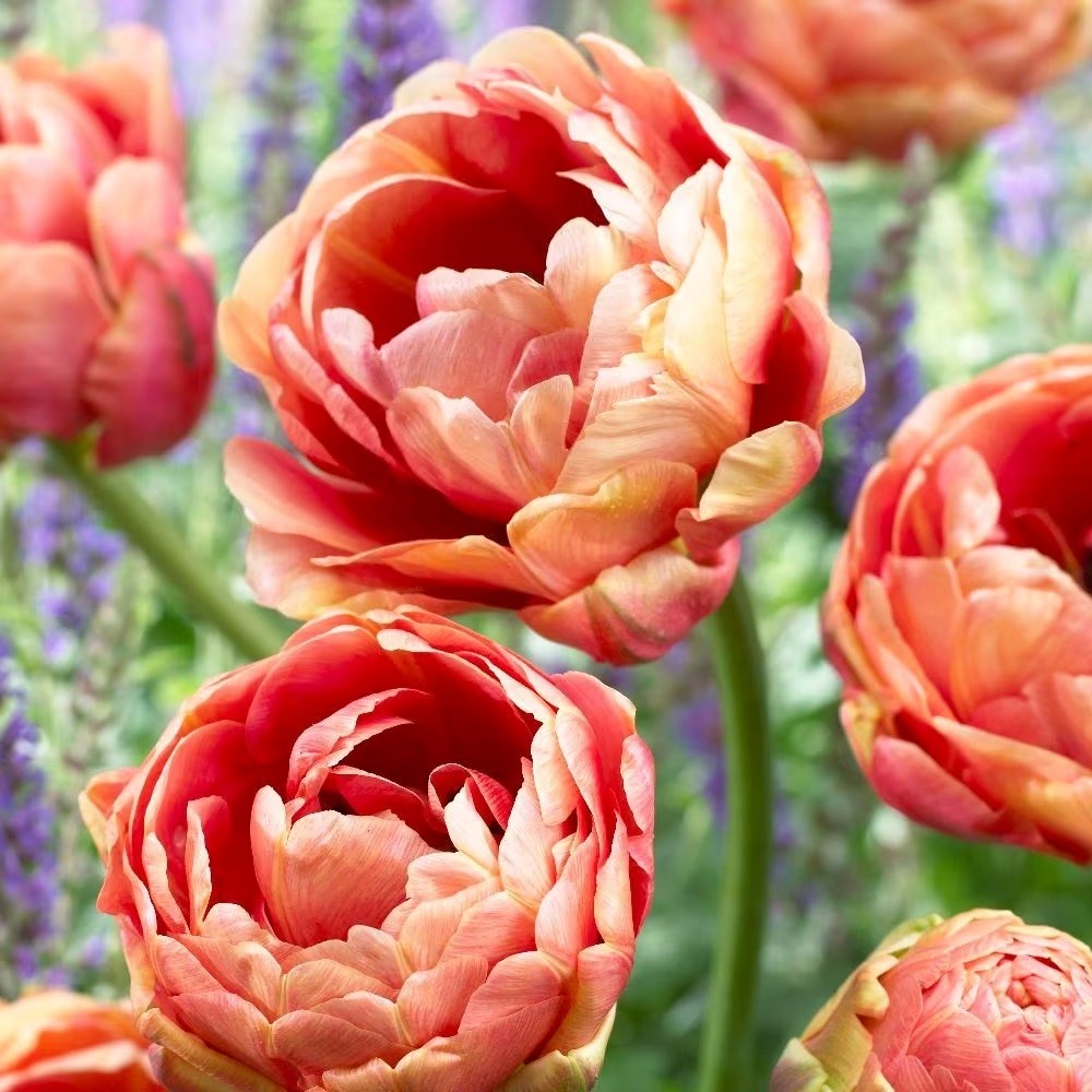 Buy Tulipa Copper Image | Double Late Tulip Tulipa Copper Image ...