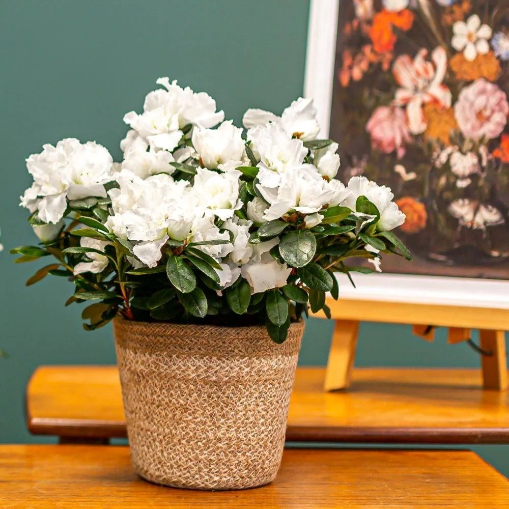 Buy Azalea Flandresse White | Azalea Azalea Flandresse White | Azalea ...