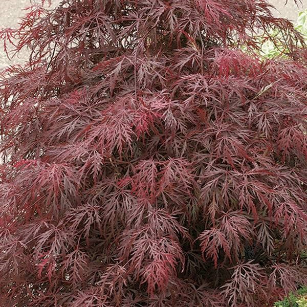 Buy Acer palmatum 'Garnet' | Japanese Maple | | 40cm tall Acer palmatum ...