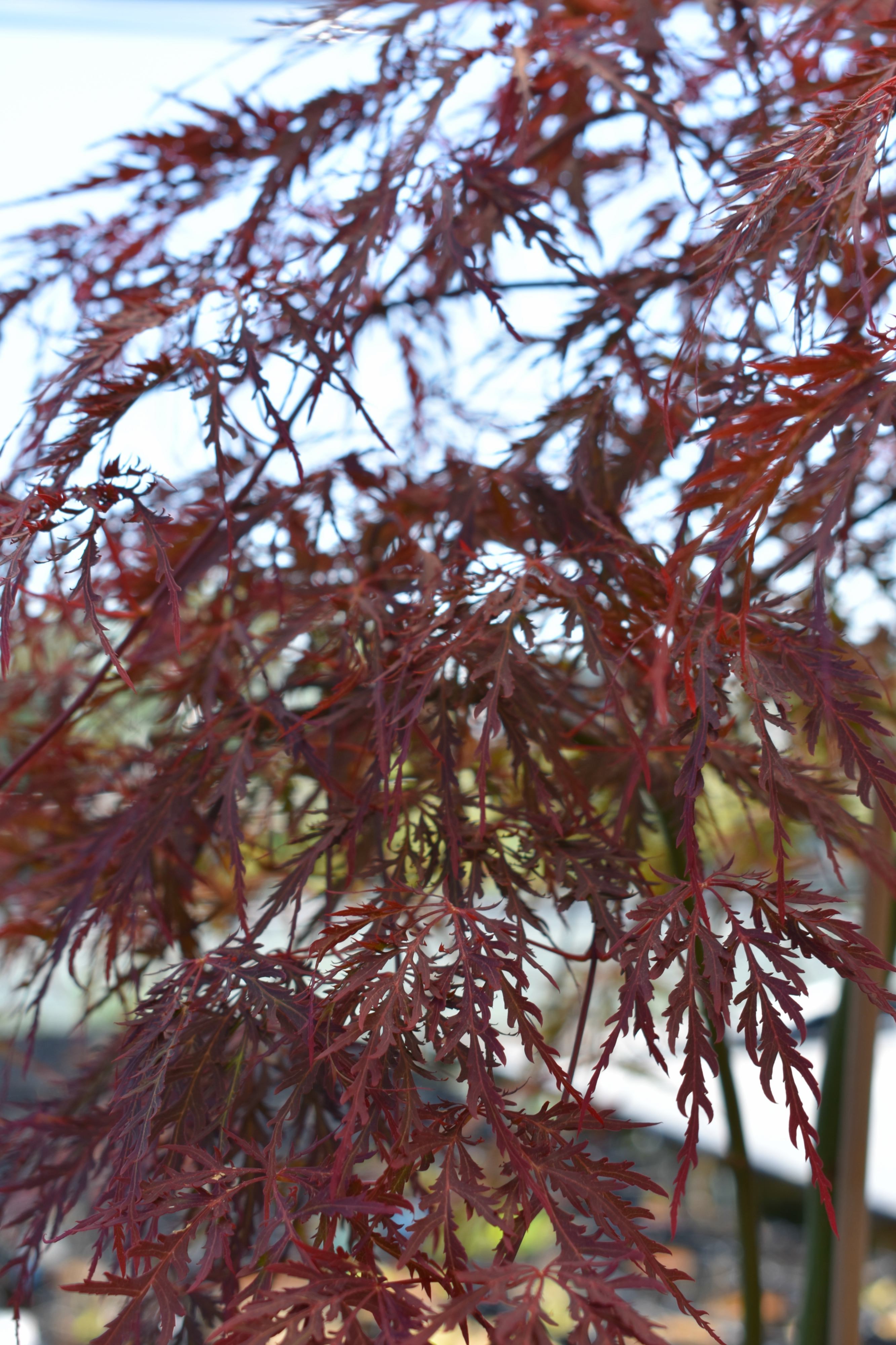 Buy Acer palmatum 'Garnet' | Japanese Maple | | 40cm tall Acer palmatum ...