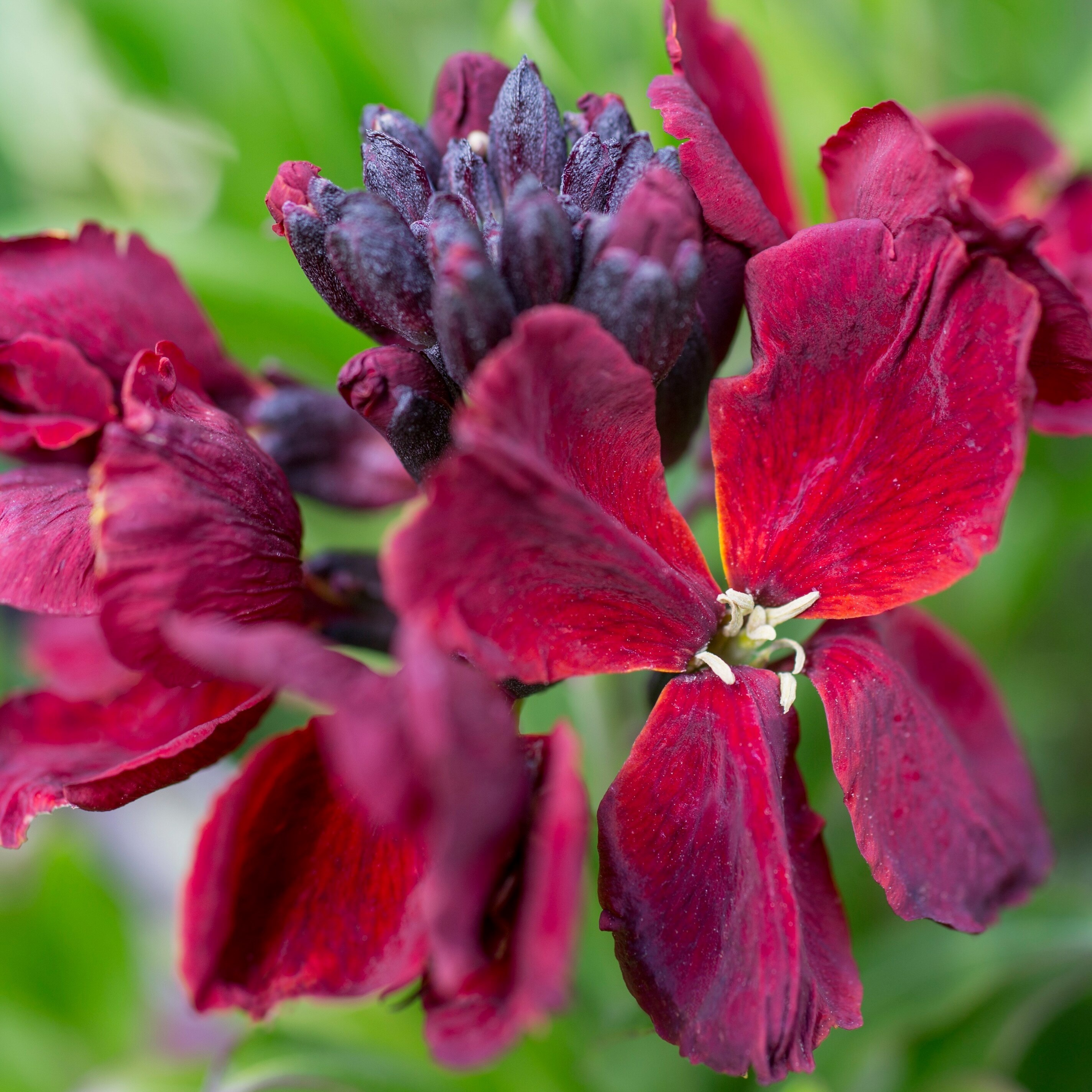 Buy Wallflower Purple Shades | Erysimum Wallflower Purple Shades ...